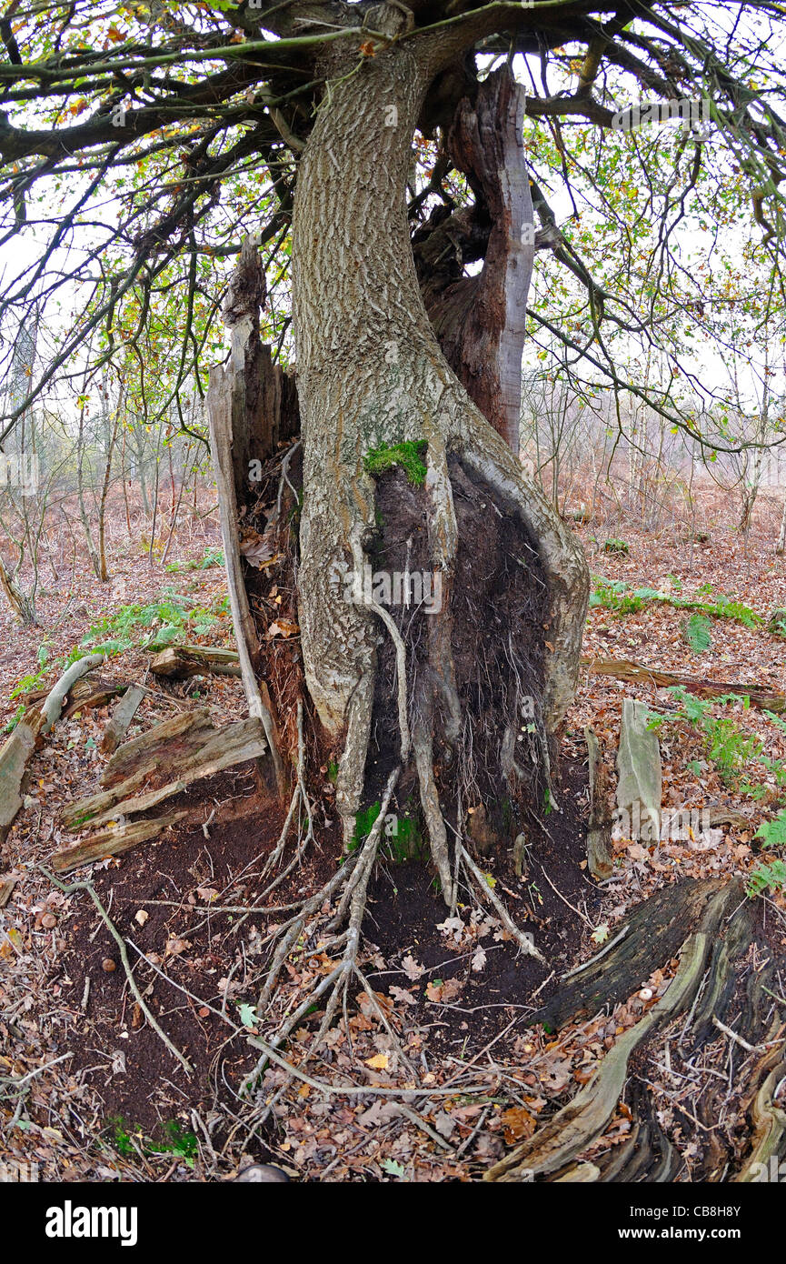 Old Decaying Oak Trees In Stock Photos & Old Decaying Oak Trees In ...