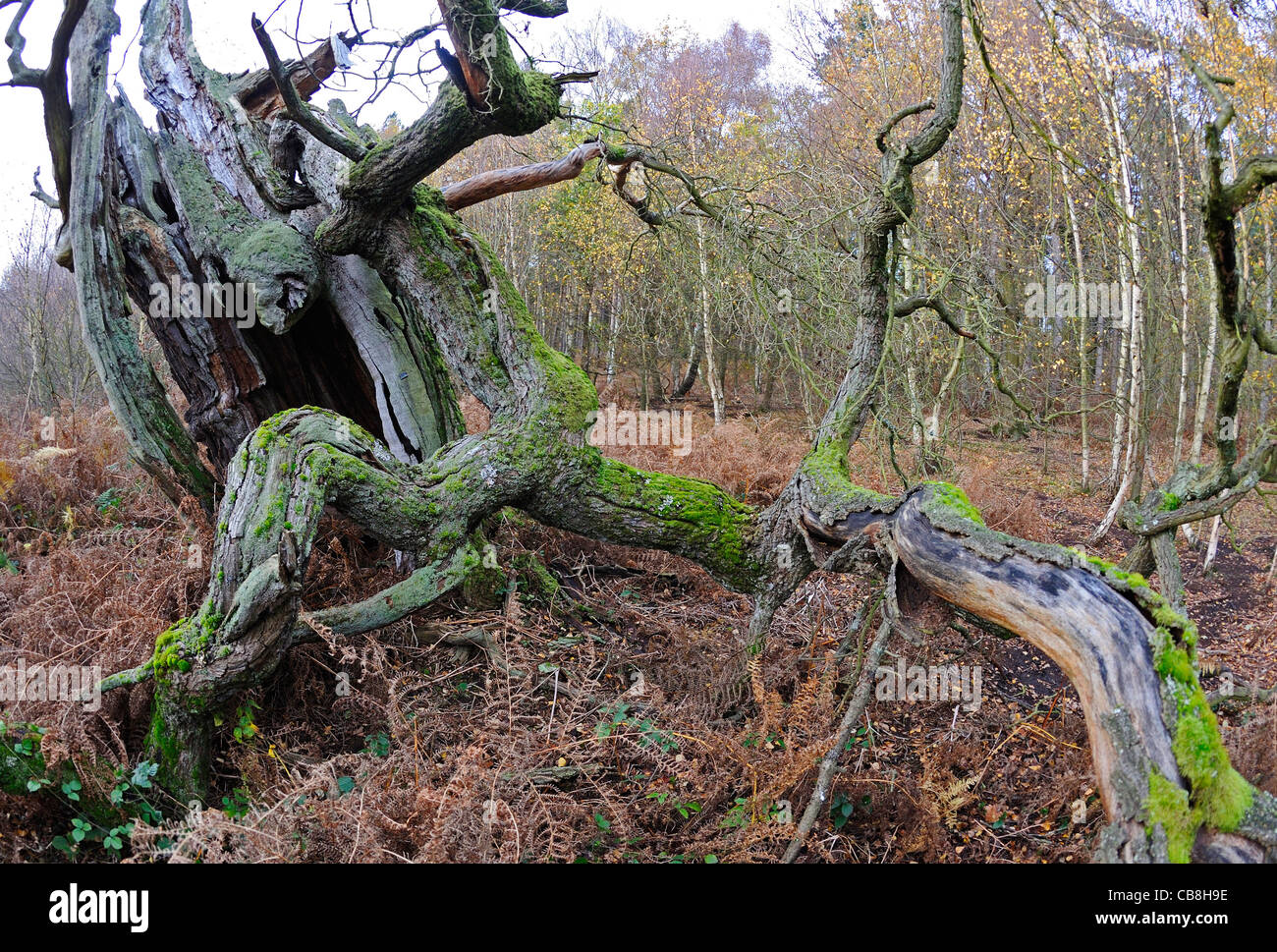 Sherwood Forest High Resolution Stock Photography and Images - Alamy