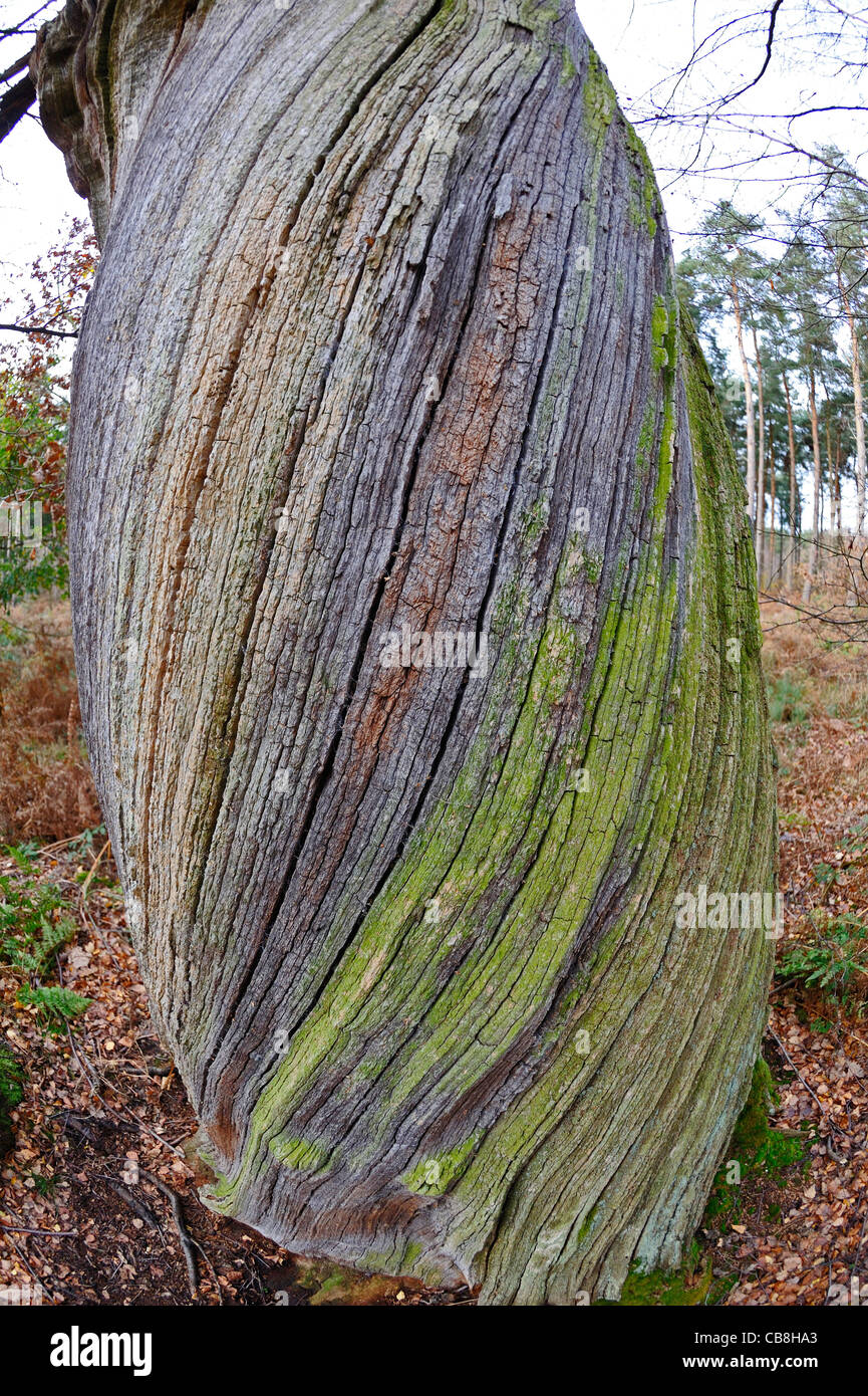 Old decaying oak trees in hi-res stock photography and images - Alamy