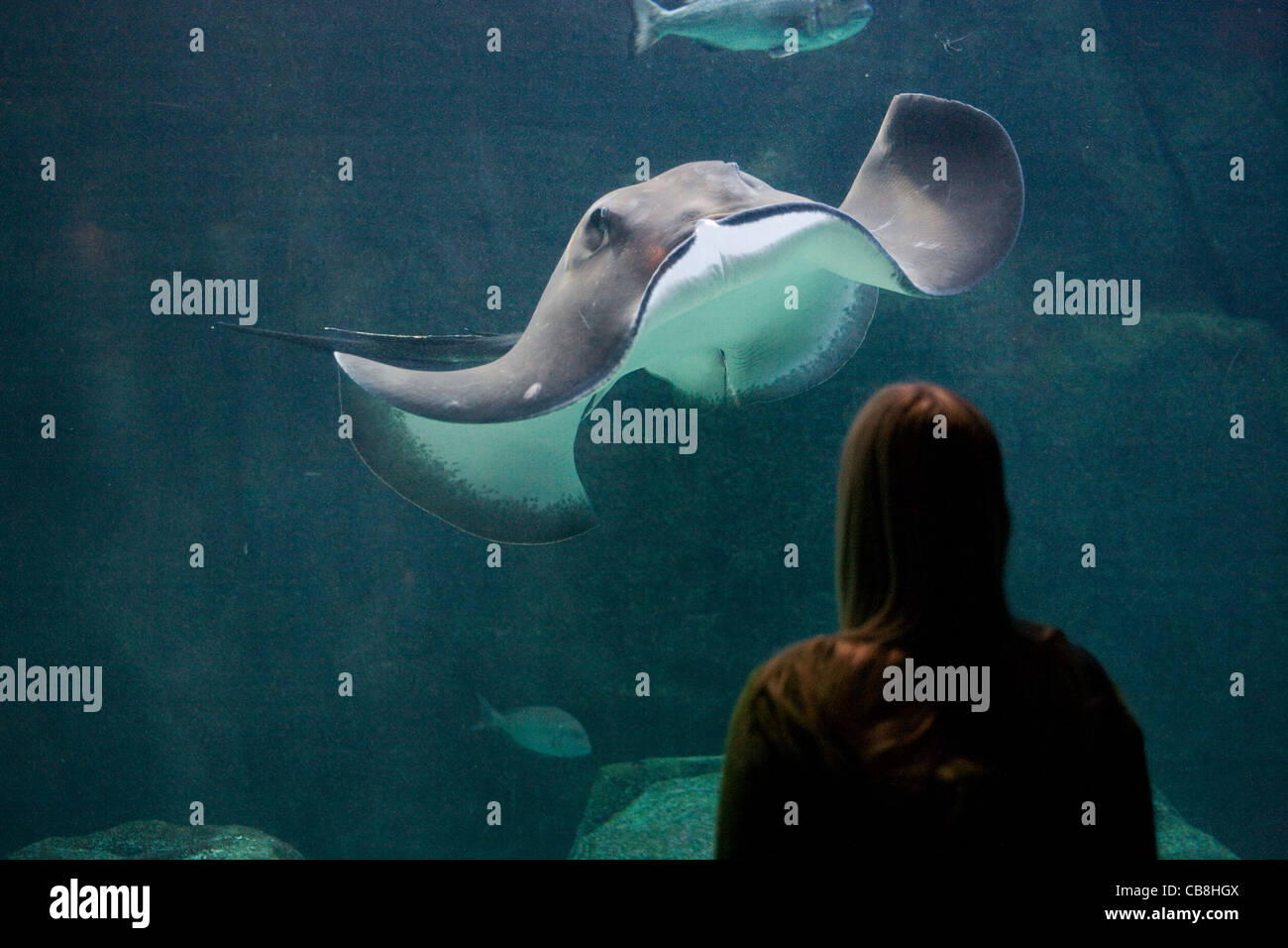 Short tailed sting ray hi-res stock photography and images - Alamy