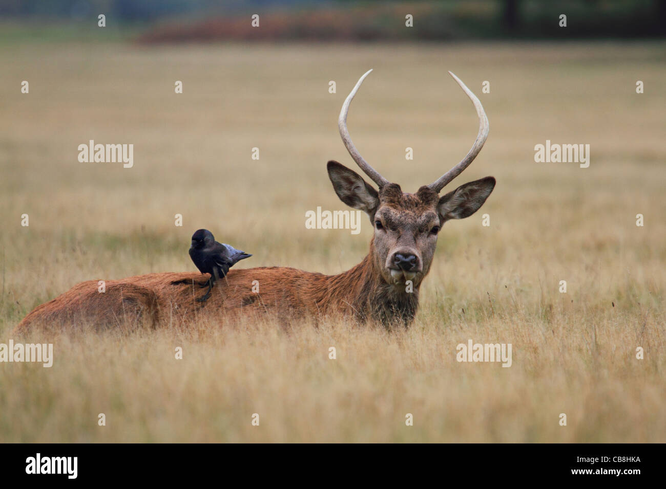 Laying on back wildlife hi-res stock photography and images - Alamy