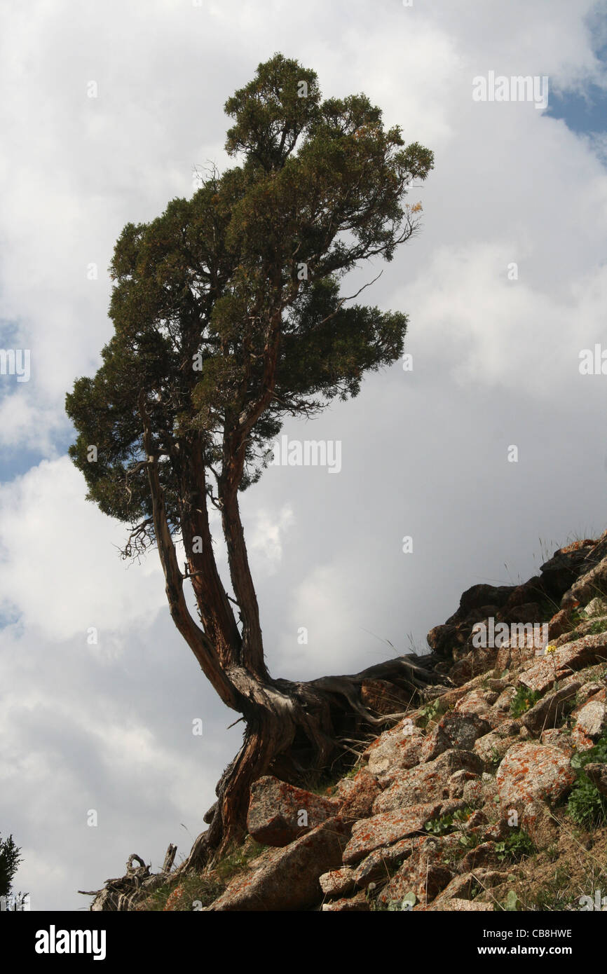Juniper tree in Isfayramsai valley, Alay ridge, southern Kyrgyzstan ...