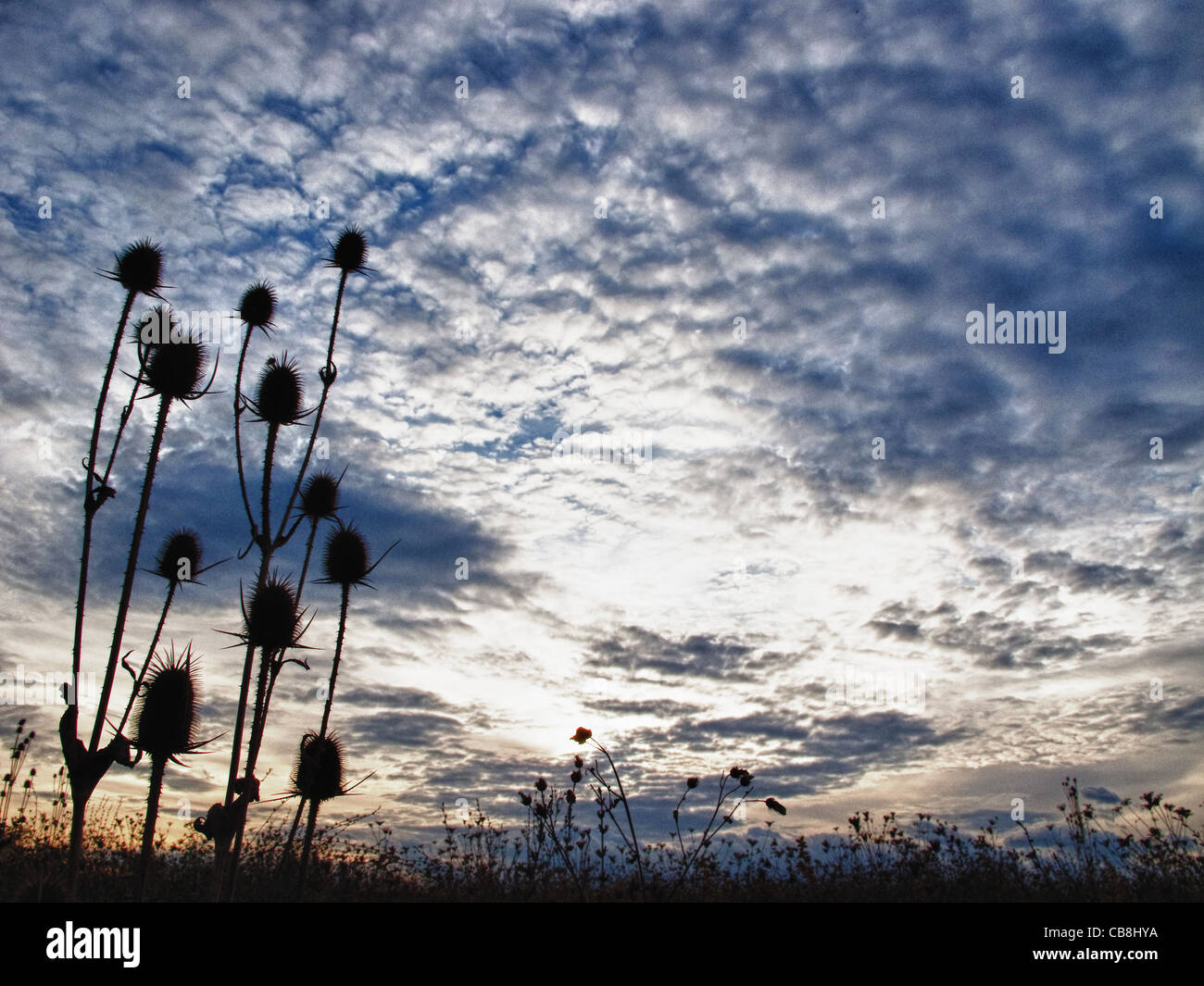 Golden heaven hi-res stock photography and images - Alamy