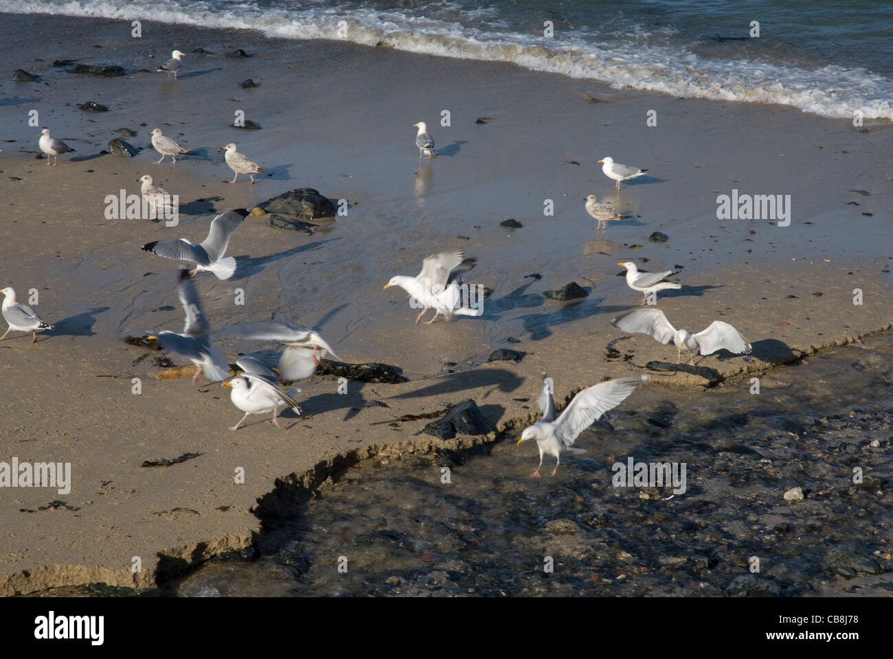 Flock of seagulls on the beach at St Ives Cornwall England UK Stock ...