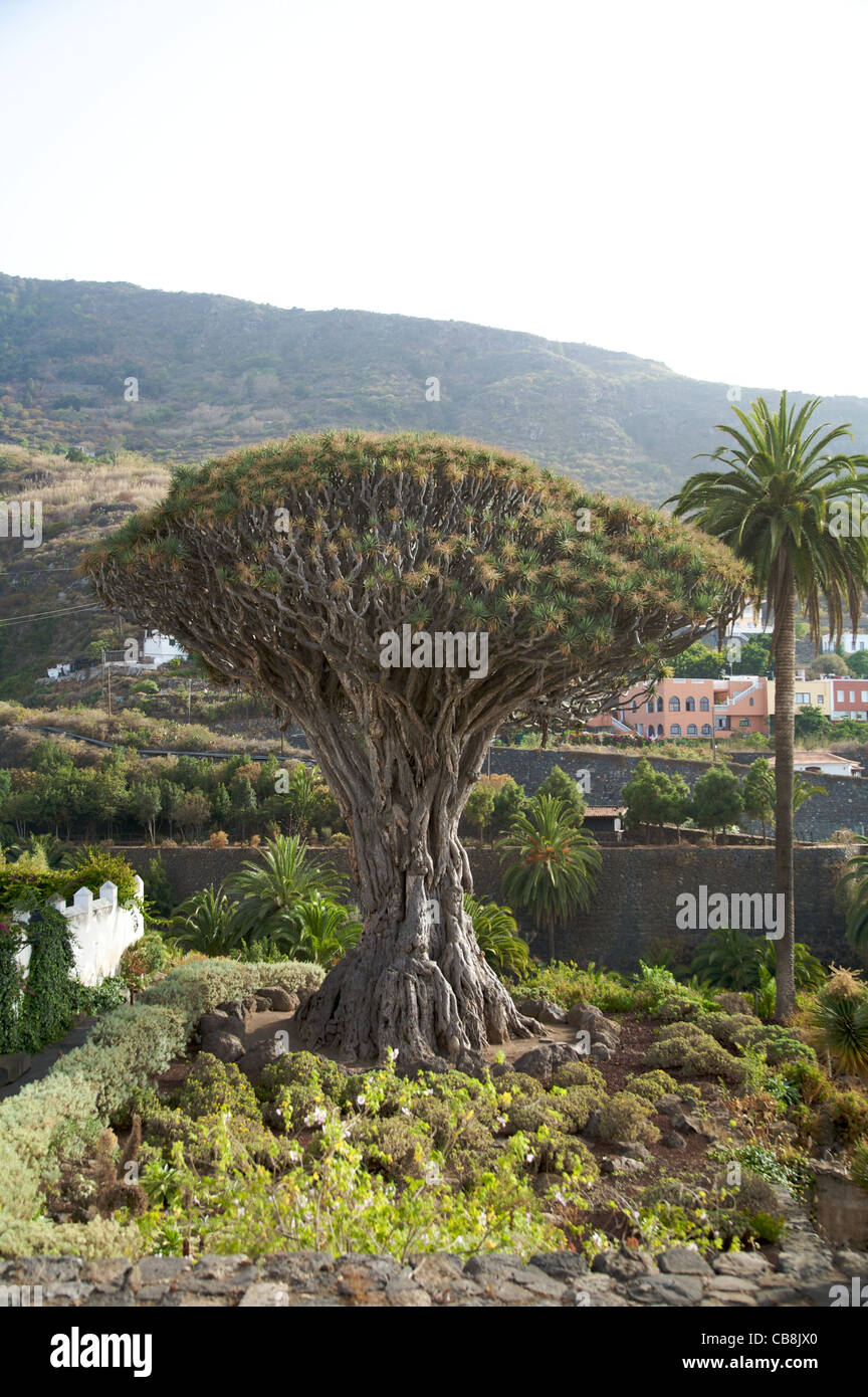 drago is the famous tree in canary islands spain 800 years old Stock ...
