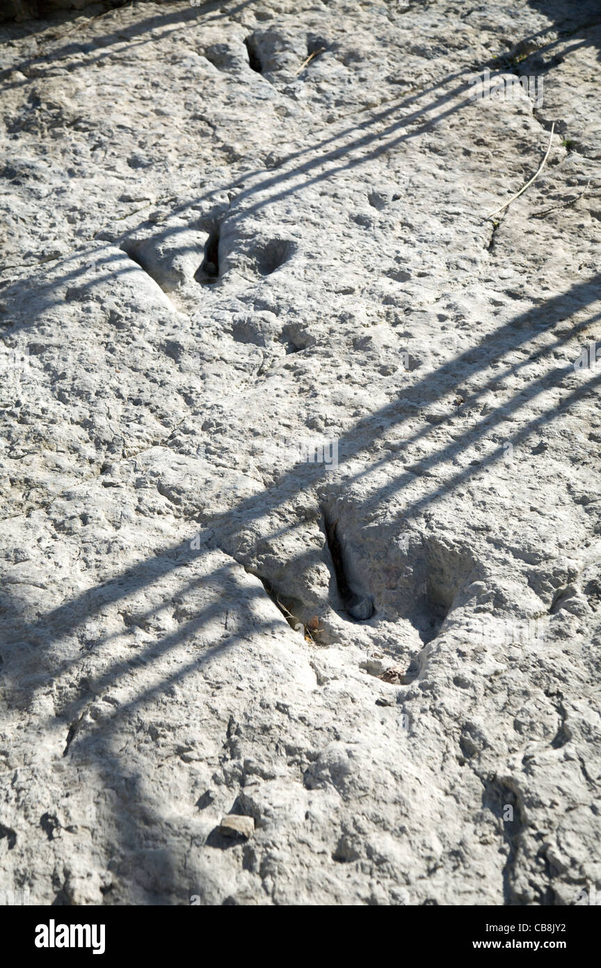 Dinosaur Track High Resolution Stock Photography and Images - Alamy