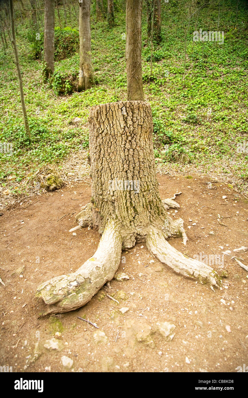 cut tree at a natural park in saragossa aragon spain Stock Photo - Alamy
