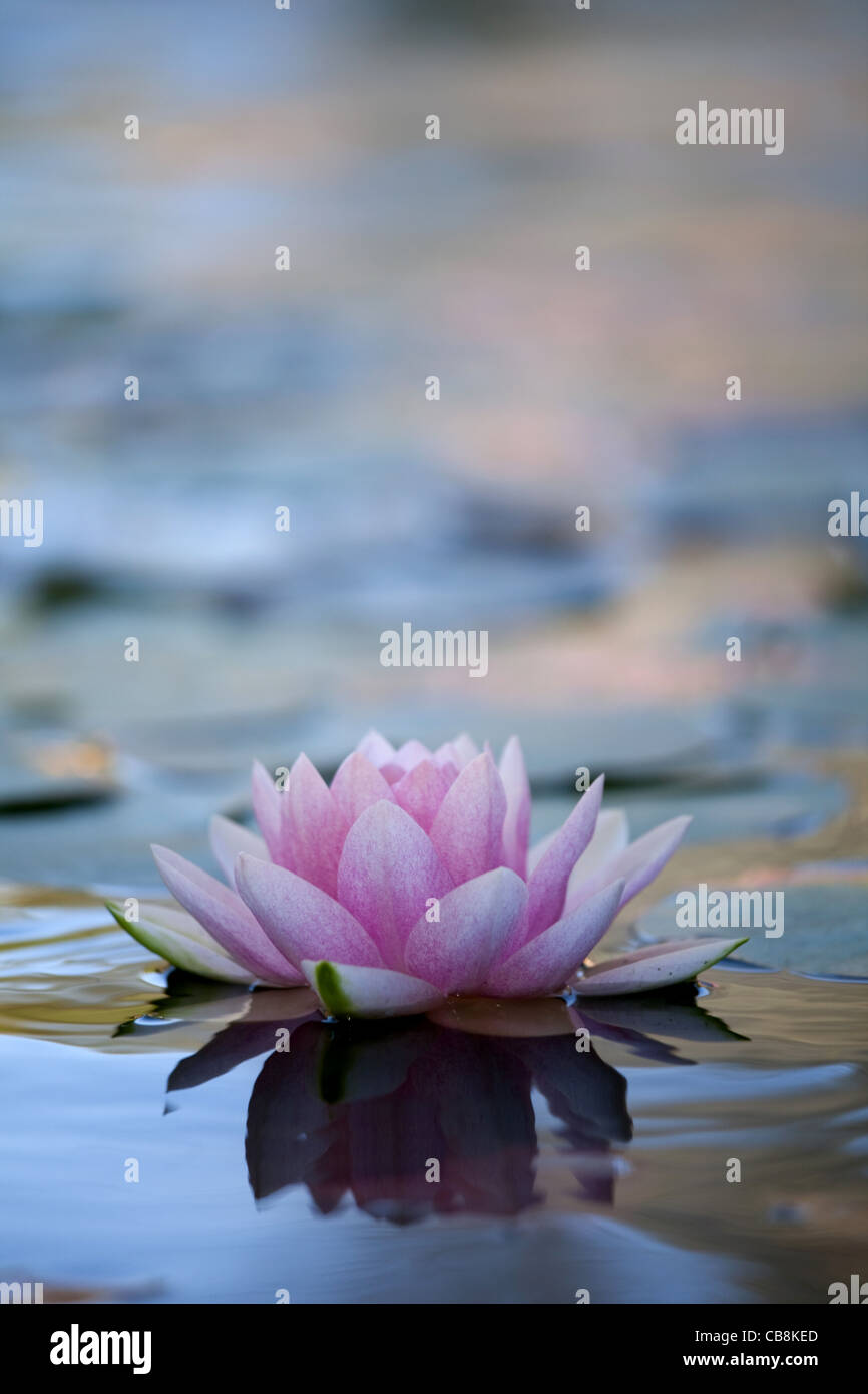 Nenufar water lily flower hi-res stock photography and images - Alamy