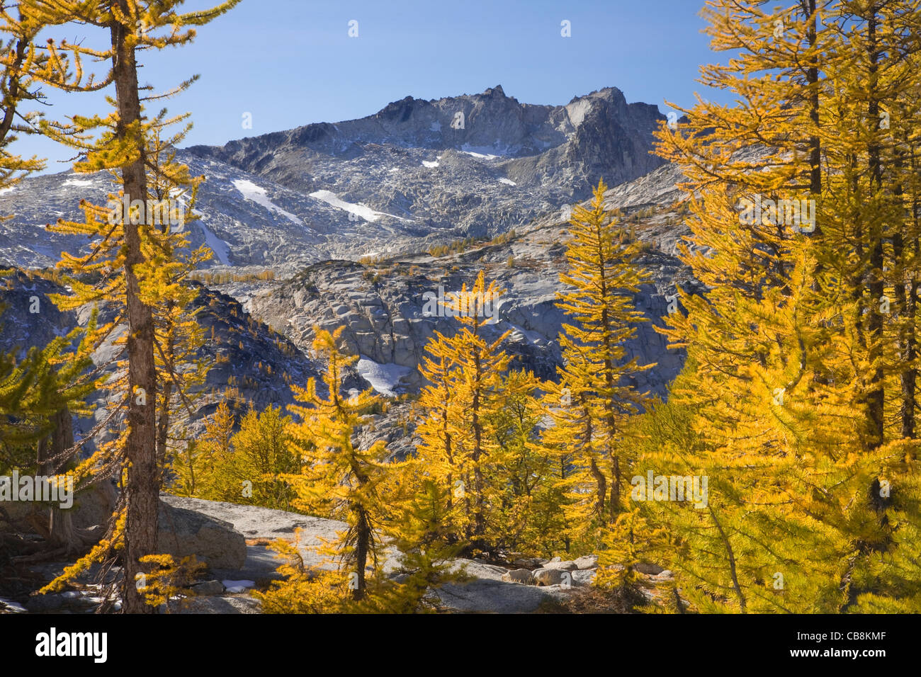 Larch trees in their autumn colors on Prusik Ridge with Dragontail Peak ...
