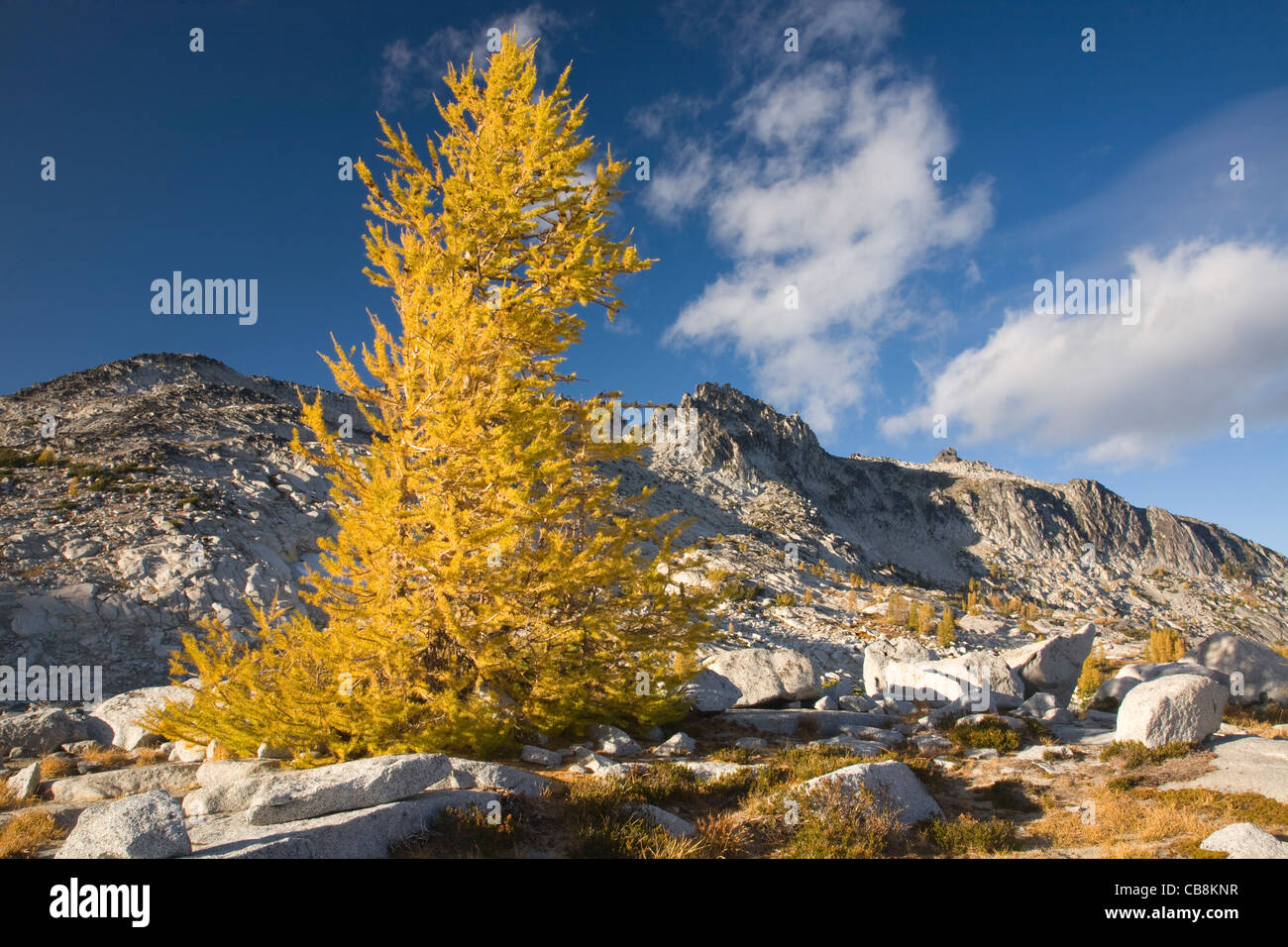 A larch tree in autumn colors in the Upper Enchantment Lakes Basin ...