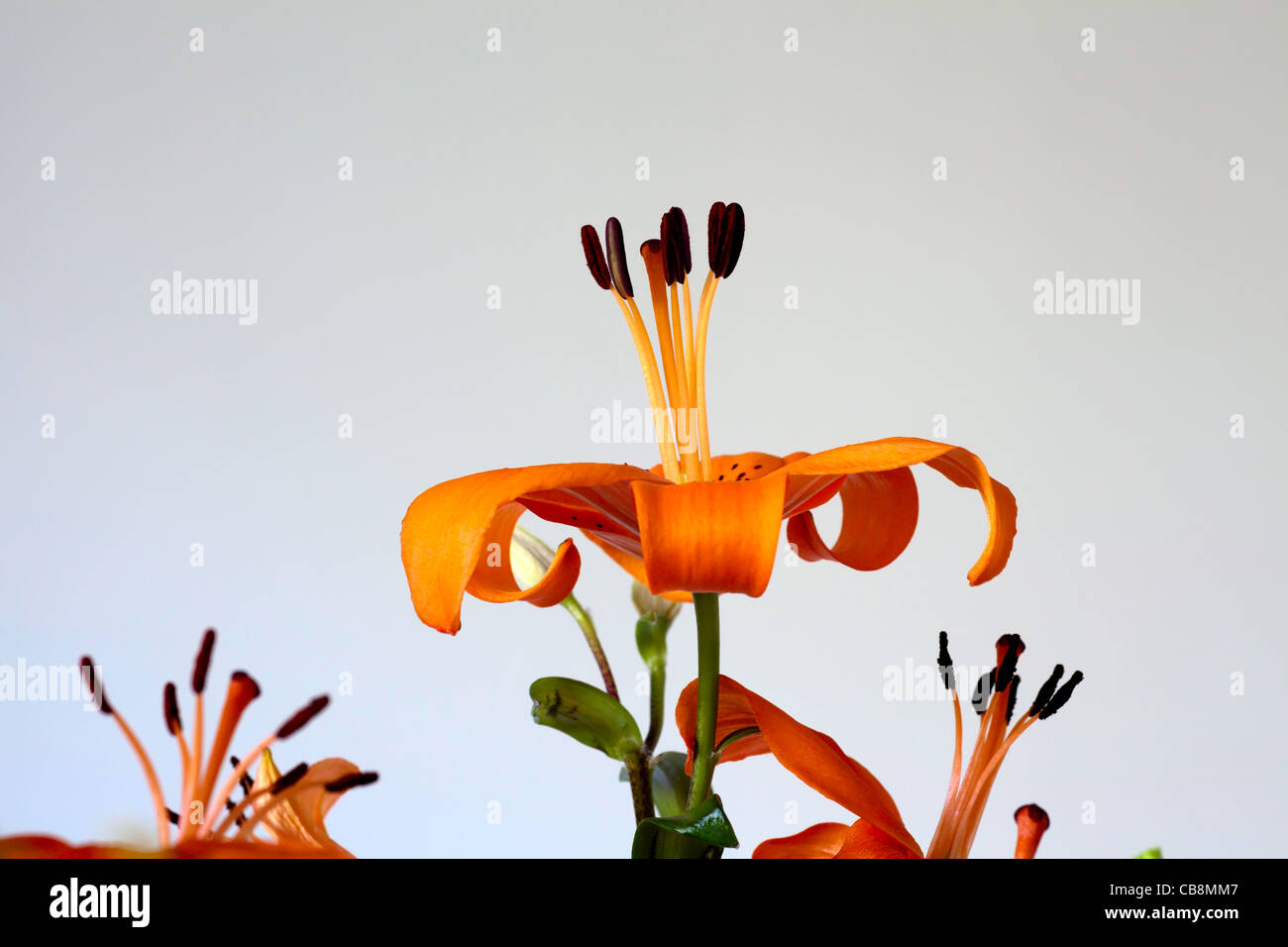 orange tiger lily with pollen covered anthers Stock Photo - Alamy