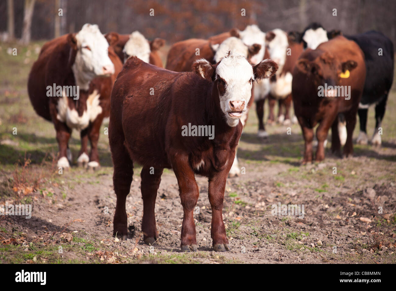 Cattle with the whole cow family Stock Photo - Alamy