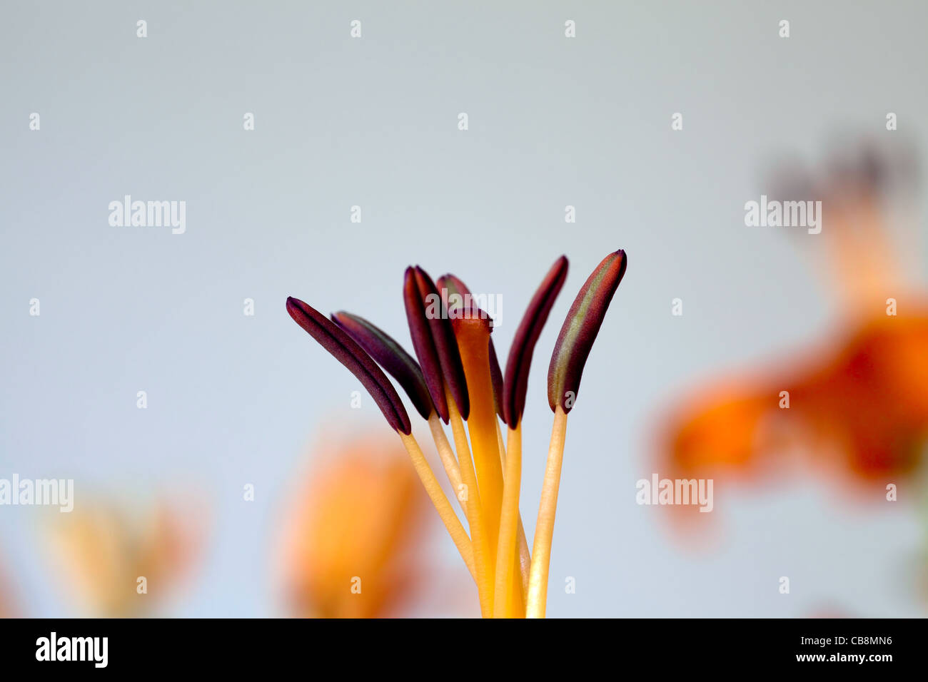 pollen covered anthers, filaments, stigma and style of orange tiger ...