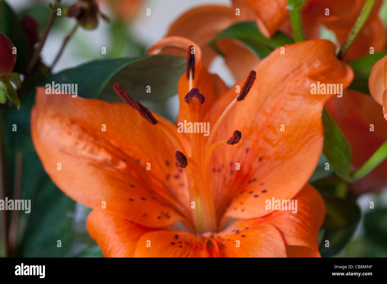 American tiger lily lilium superbum hi-res stock photography and images ...
