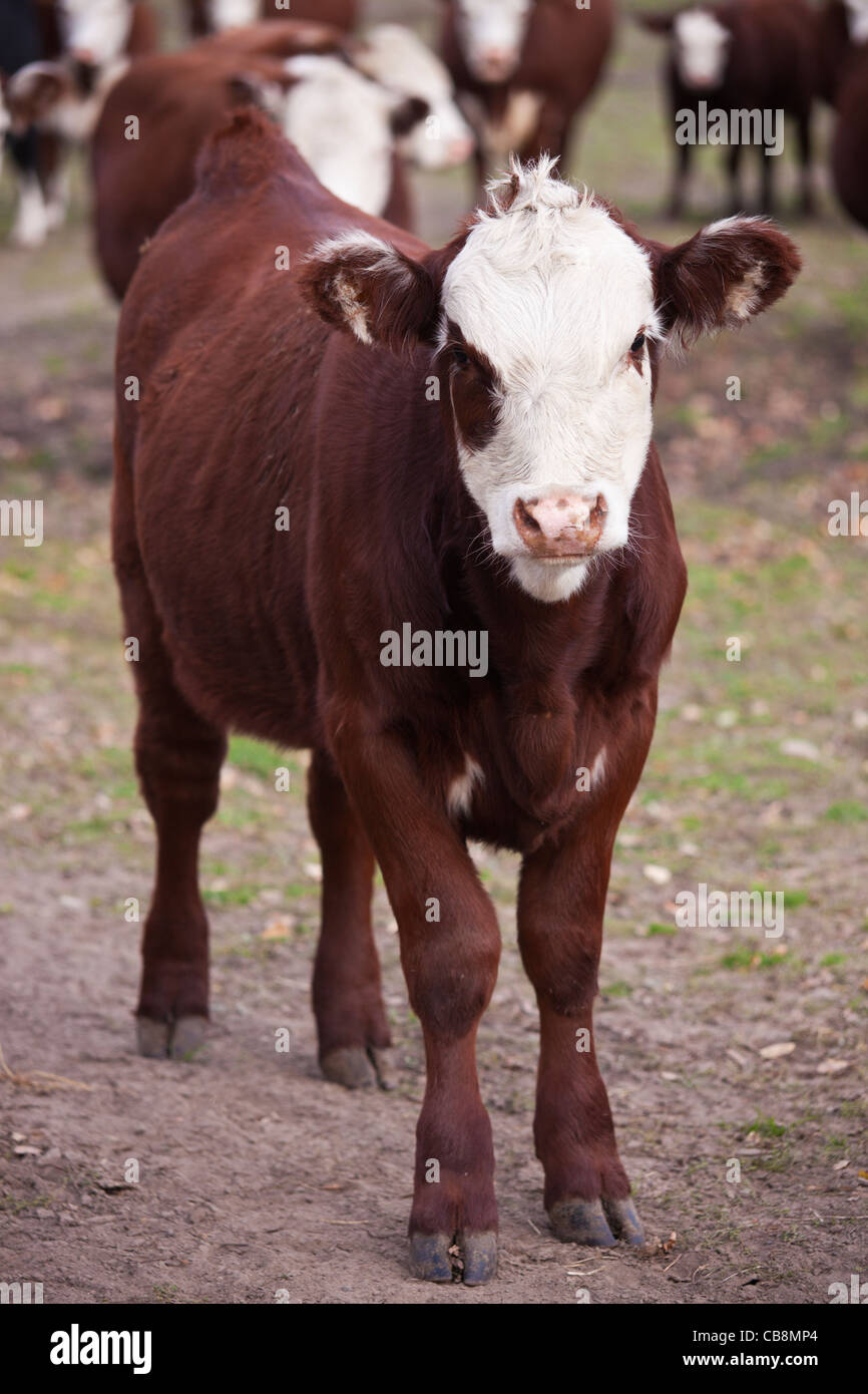 Cattle portrait with other cows in the background Stock Photo - Alamy