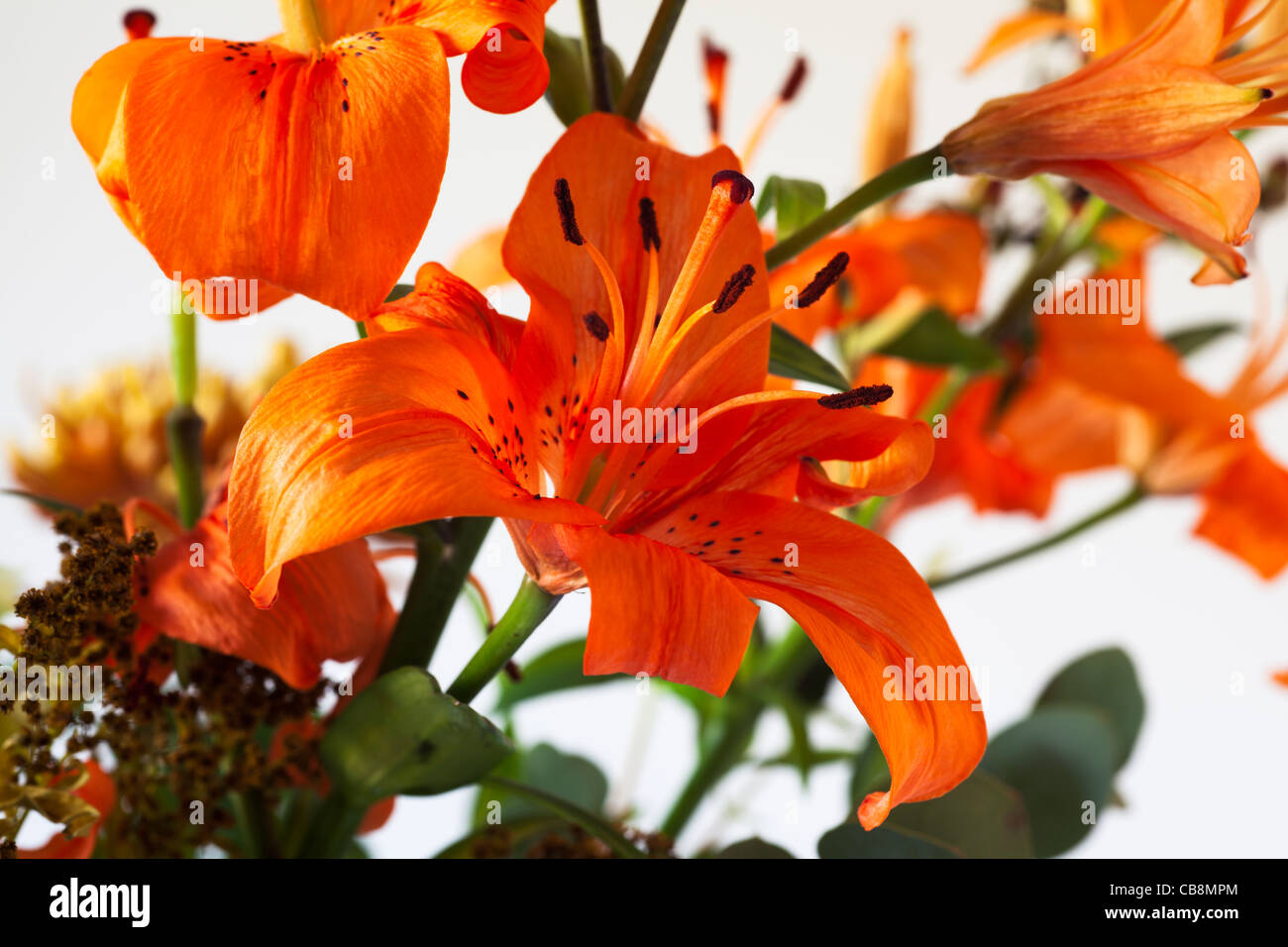 orange tiger lily with pollen covered anthers Stock Photo - Alamy