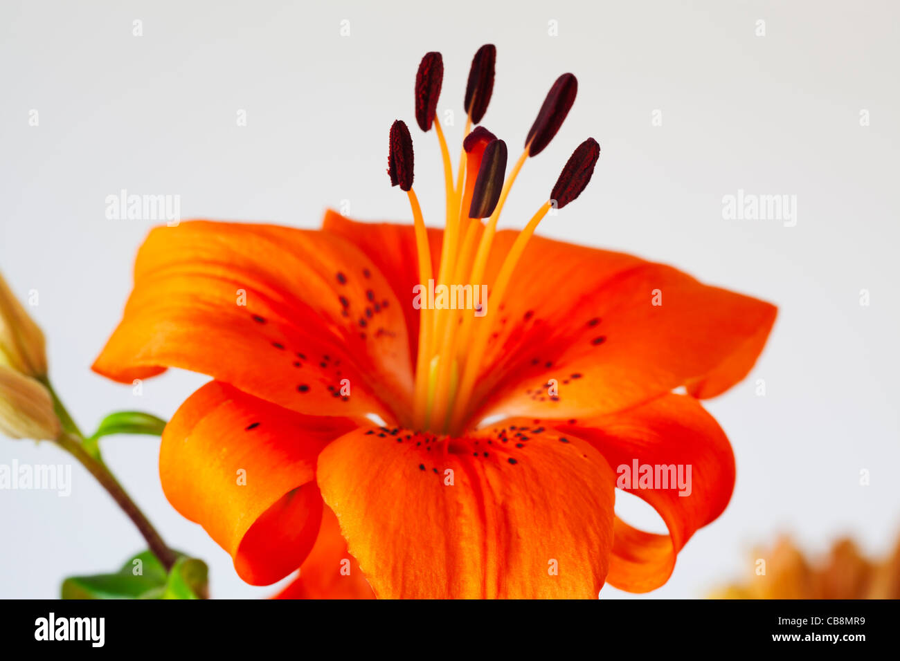 Orange tiger lily pollen covered hi-res stock photography and images ...