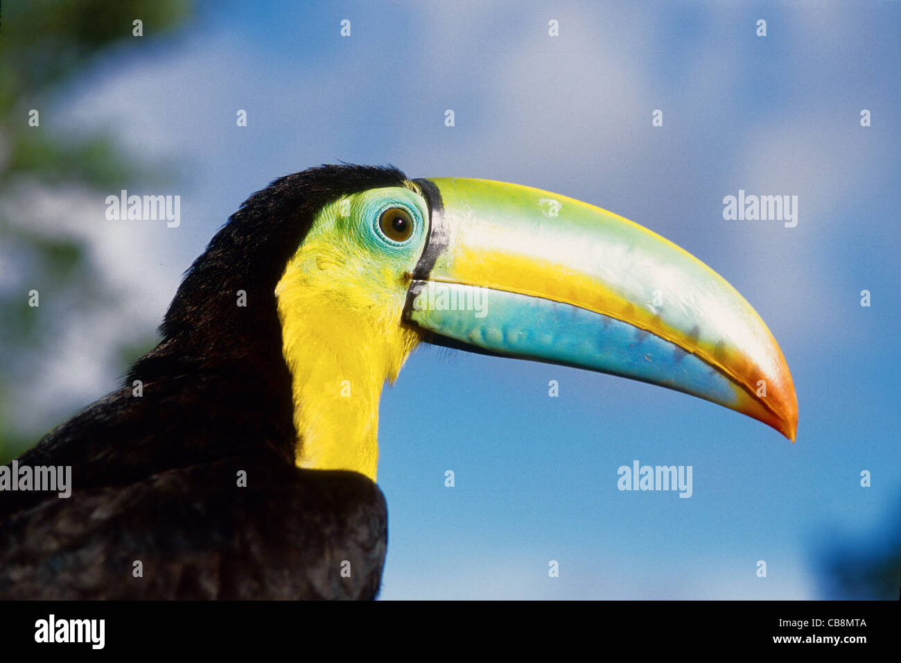 Wild toucan bird animal hi-res stock photography and images - Alamy