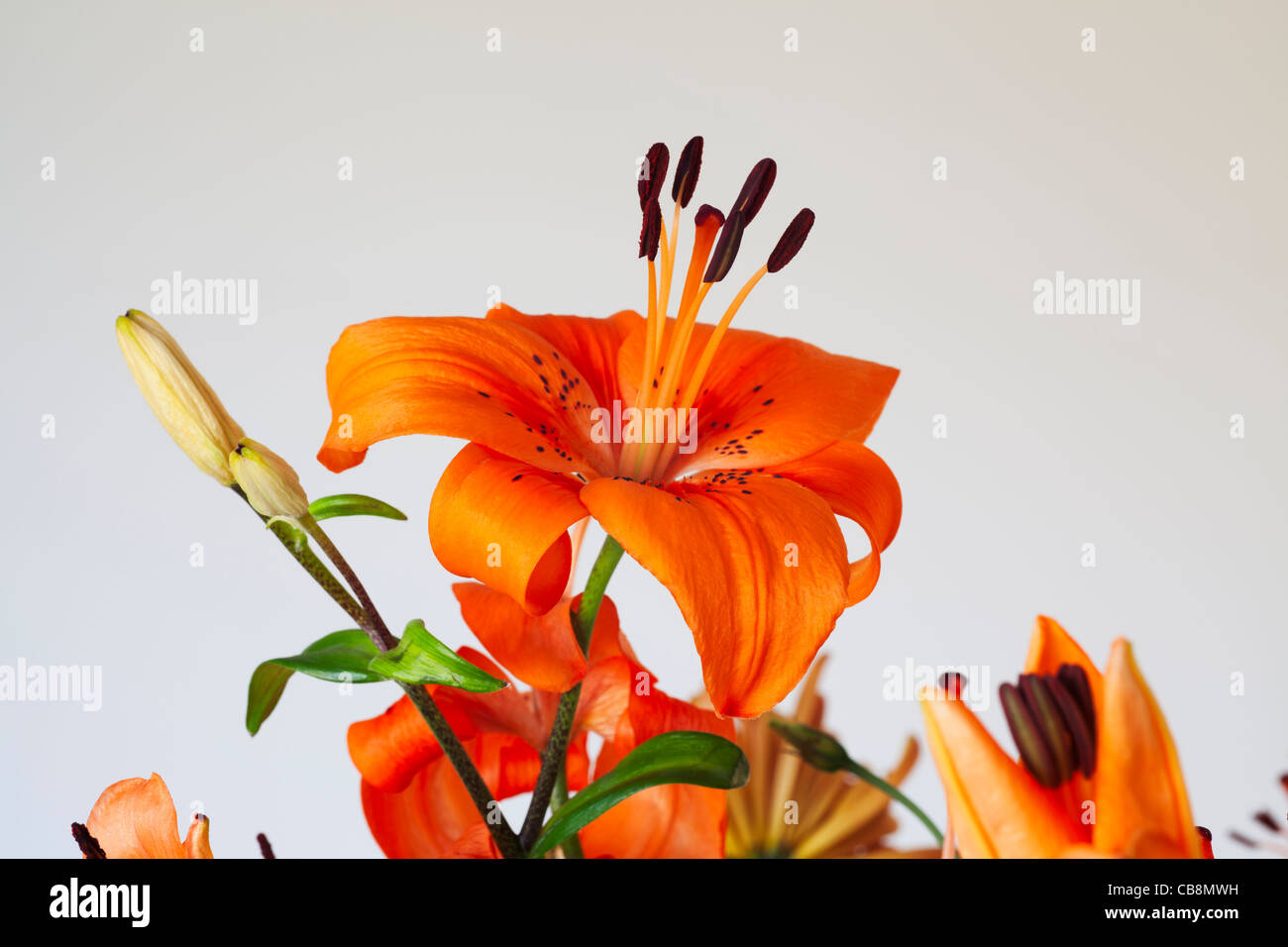 orange tiger lily with pollen covered anthers Stock Photo - Alamy