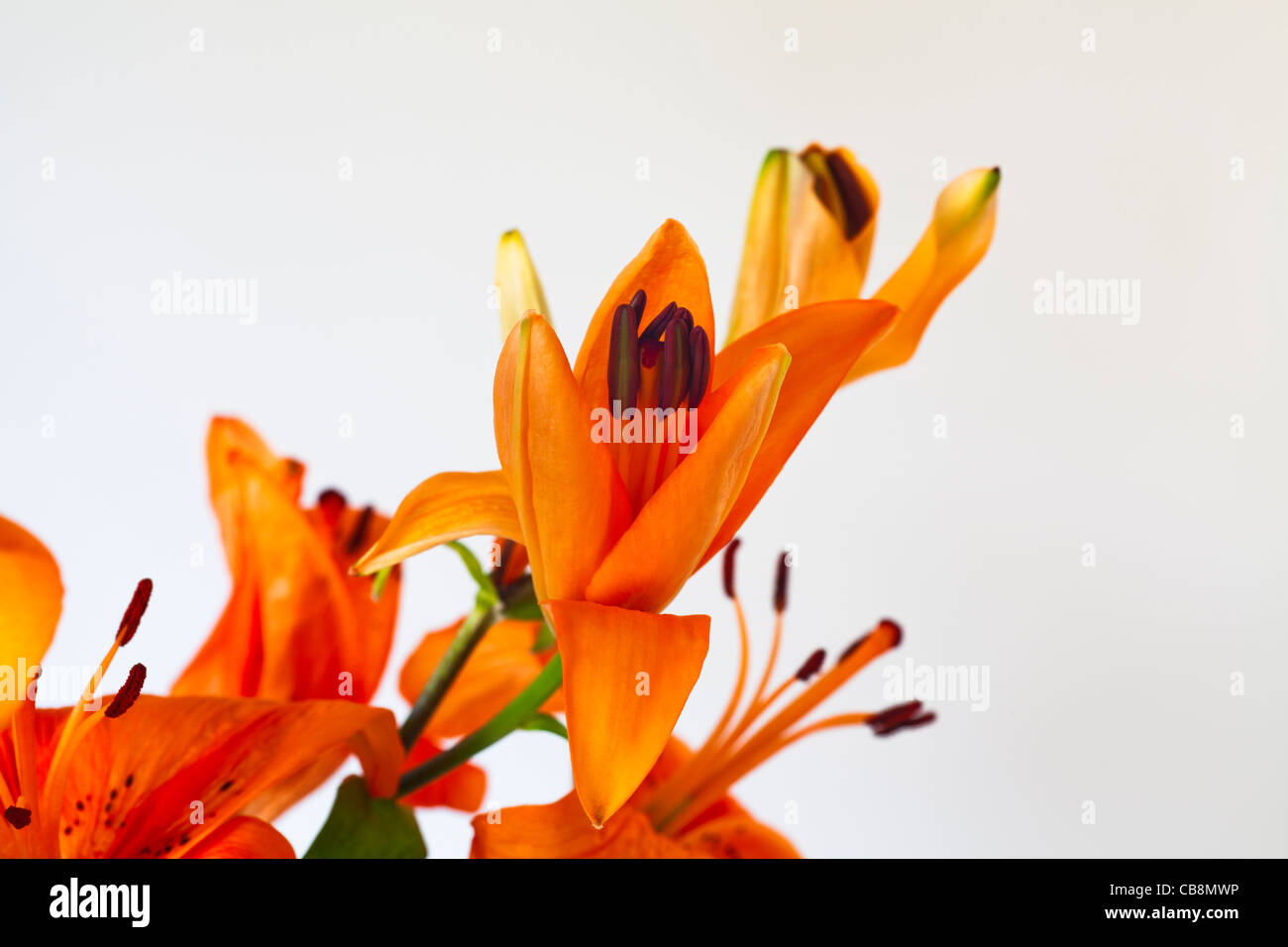 orange tiger lily with pollen covered anthers Stock Photo - Alamy