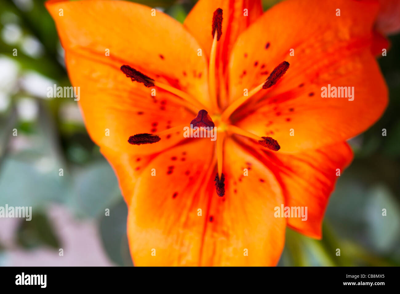 orange tiger lily with pollen covered anthers Stock Photo - Alamy