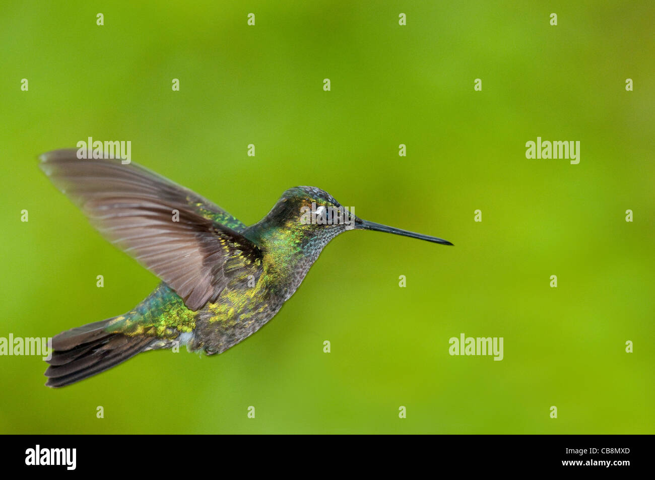 Hummingbird panama hi-res stock photography and images - Alamy