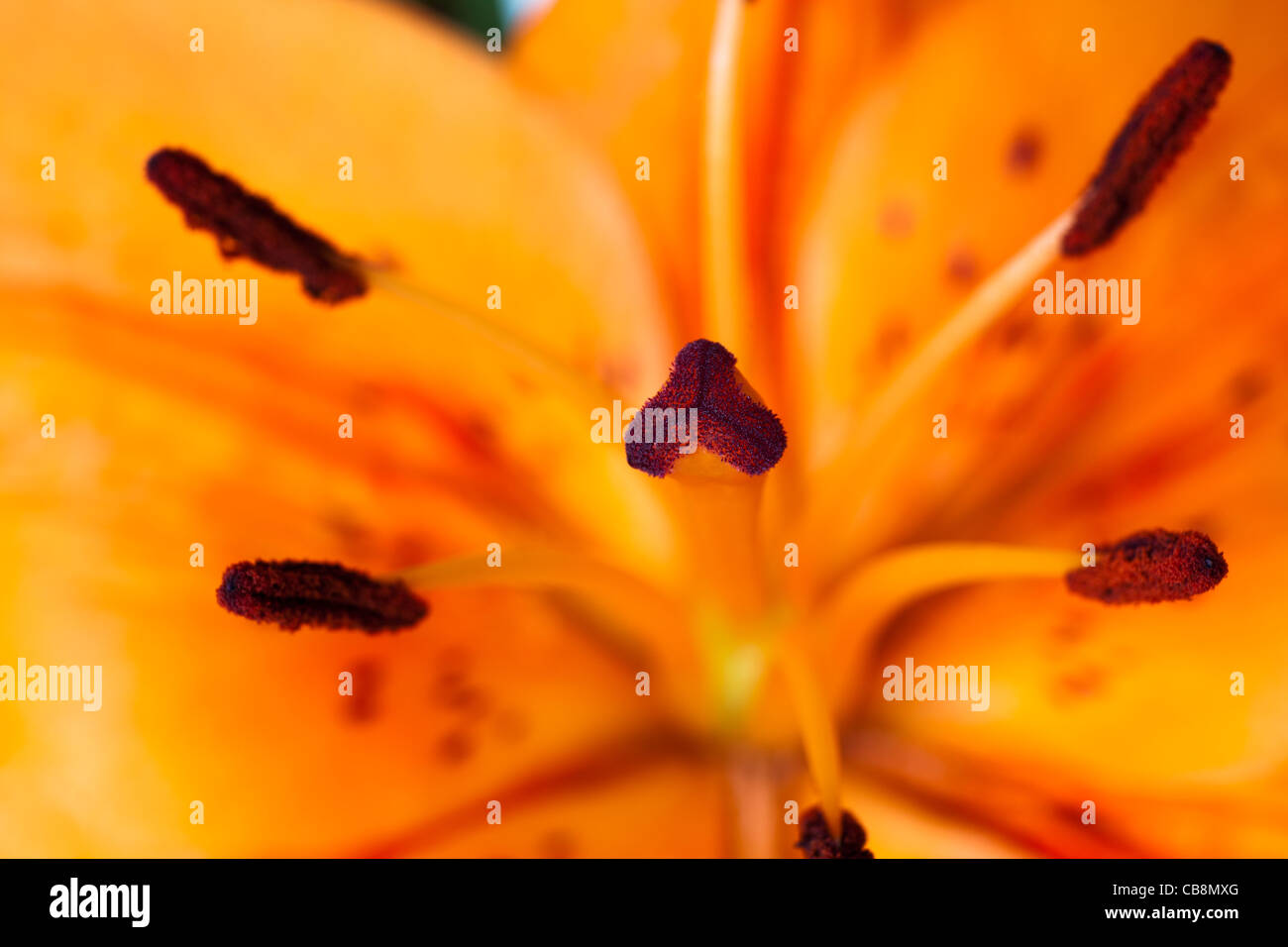 orange tiger lily with pollen covered anthers Stock Photo - Alamy