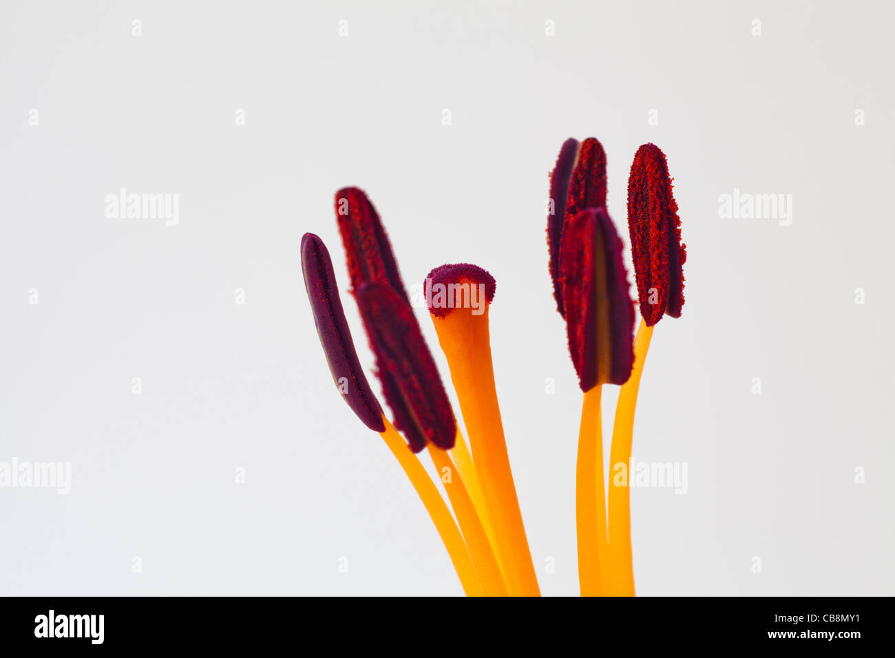 pollen covered anthers, filaments, stigma and style of orange tiger ...