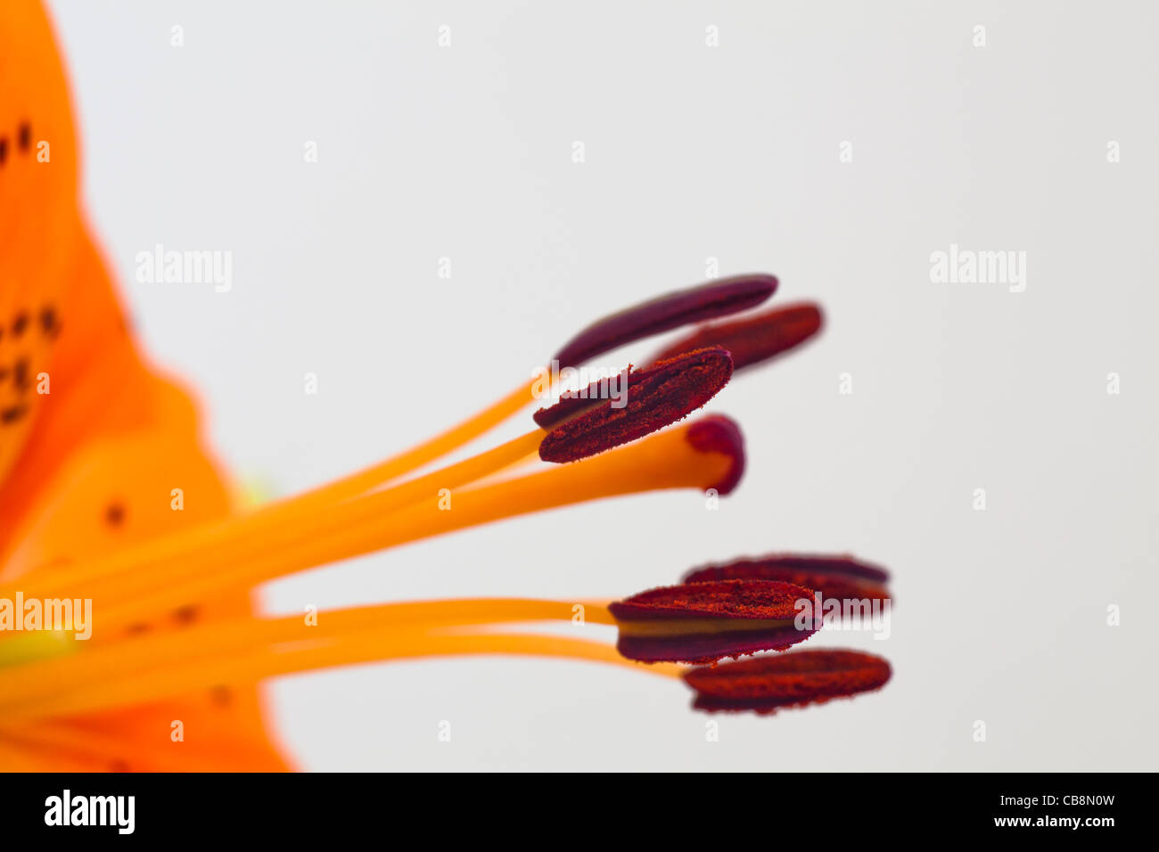Macro: orange tiger lily with pollen covered anthers Stock Photo - Alamy