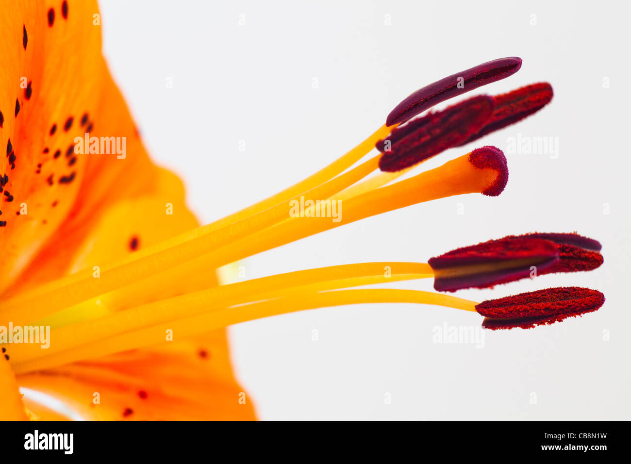 Macro: orange tiger lily with pollen covered anthers Stock Photo - Alamy