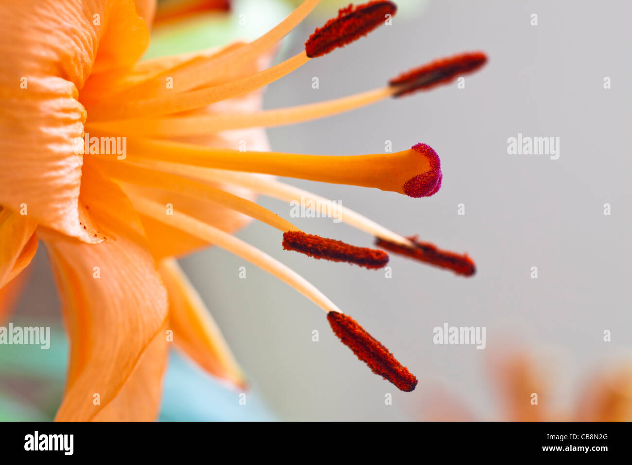 Orange tiger lily pollen covered hi-res stock photography and images ...