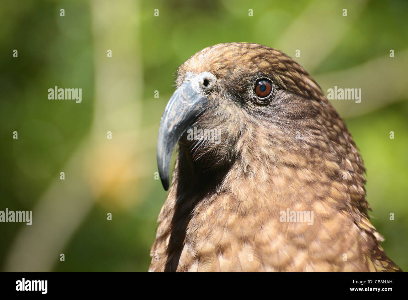 Kea - New Zealand Native Mountain Parrot Stock Photo - Alamy