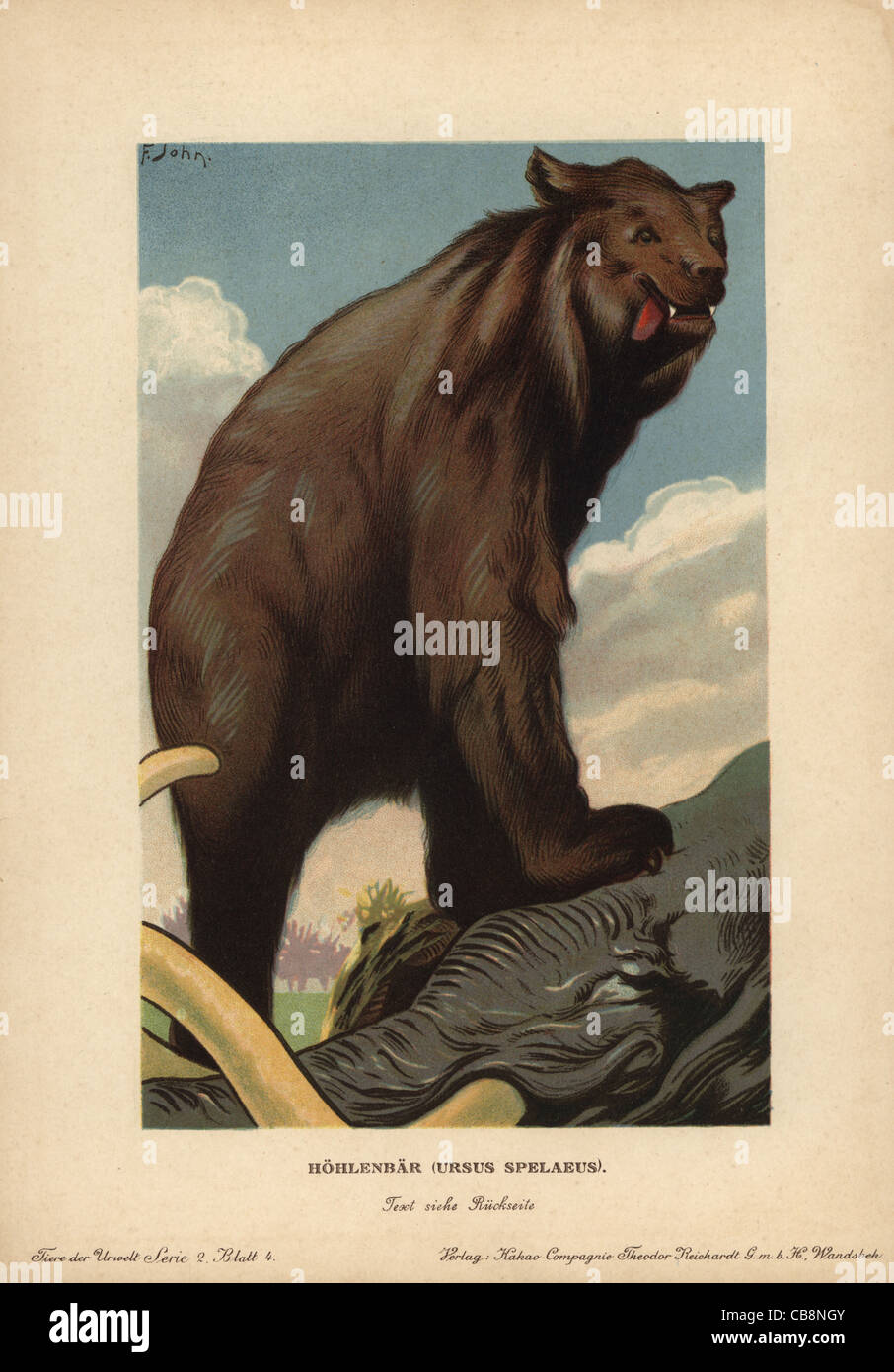 Cave bear, Ursus spelaeus, extinct species of bear from the Pleistocene ...