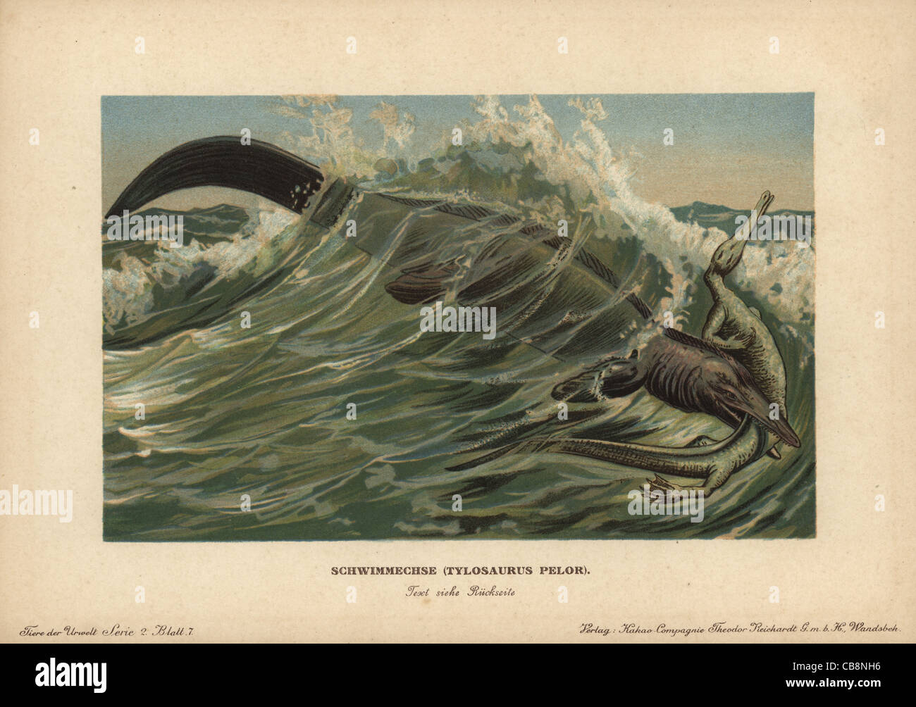 Tylosaurus pelor, Schwimmechse, a type of mosasaur, a large, predatory ...
