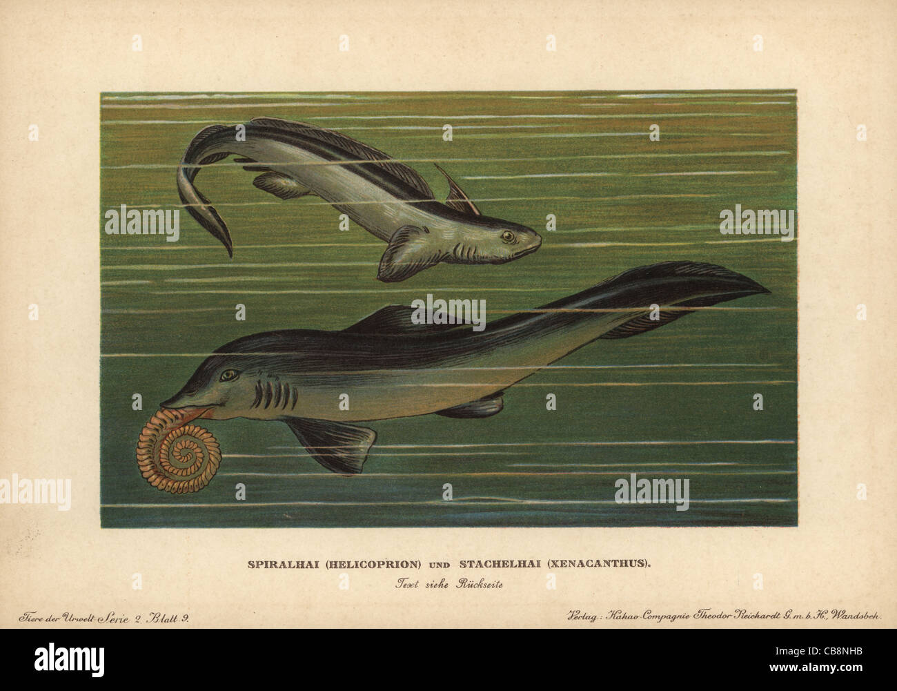 Helicoprion hi-res stock photography and images - Alamy