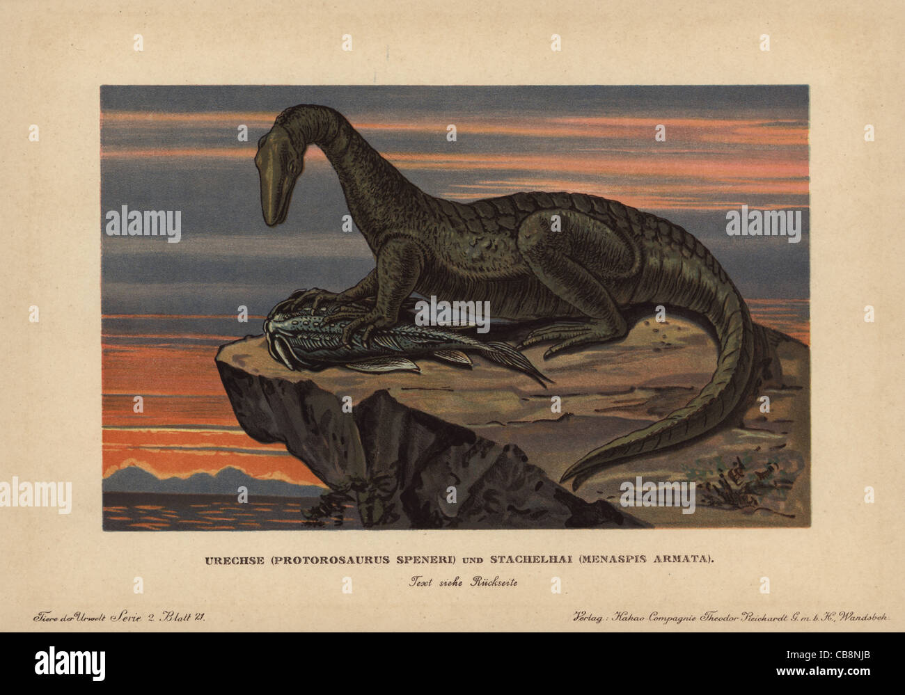 Protorosaurus speneri hi-res stock photography and images - Alamy