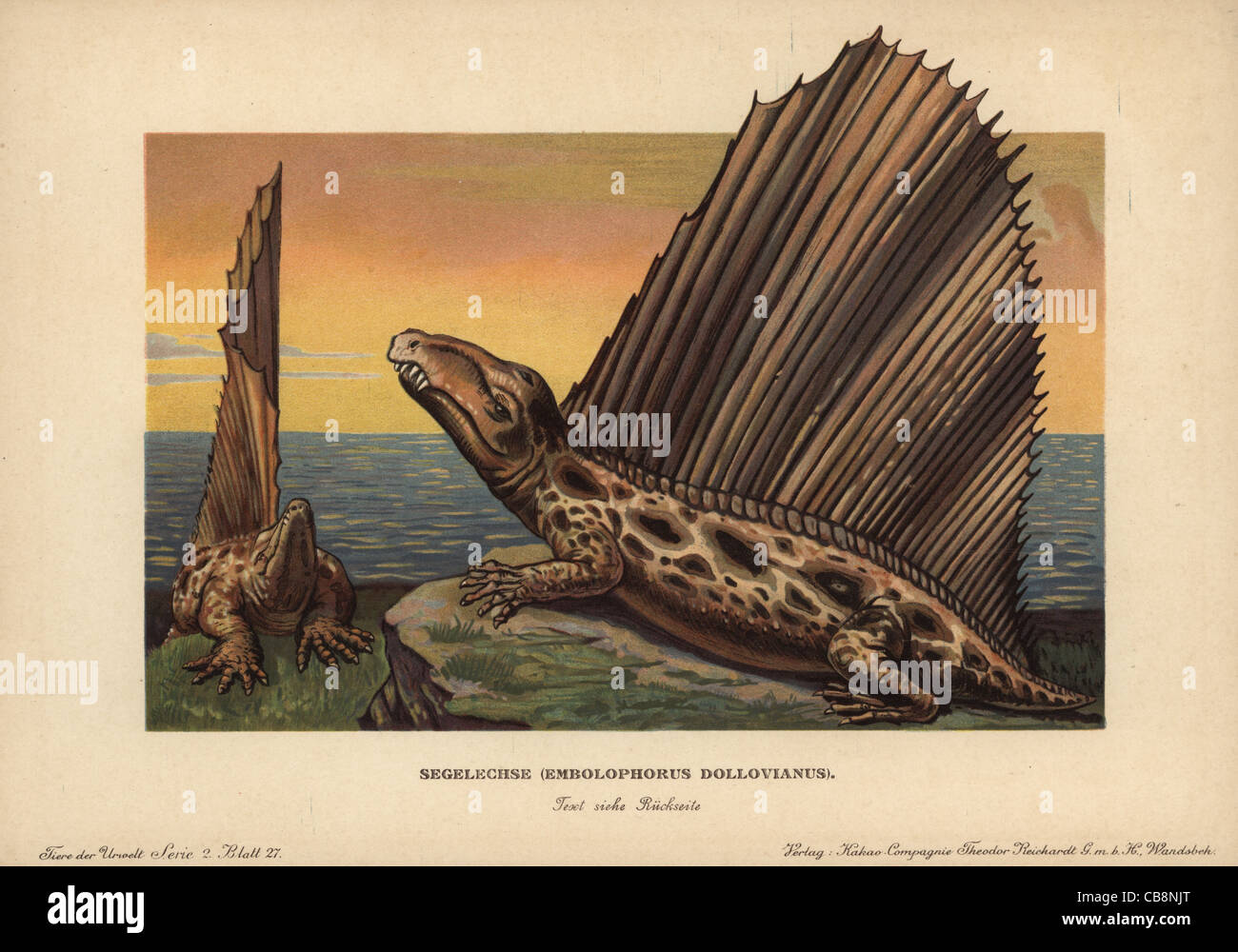 Dimetrodon dollovianus, predatory synapsid from the Permian Stock Photo ...