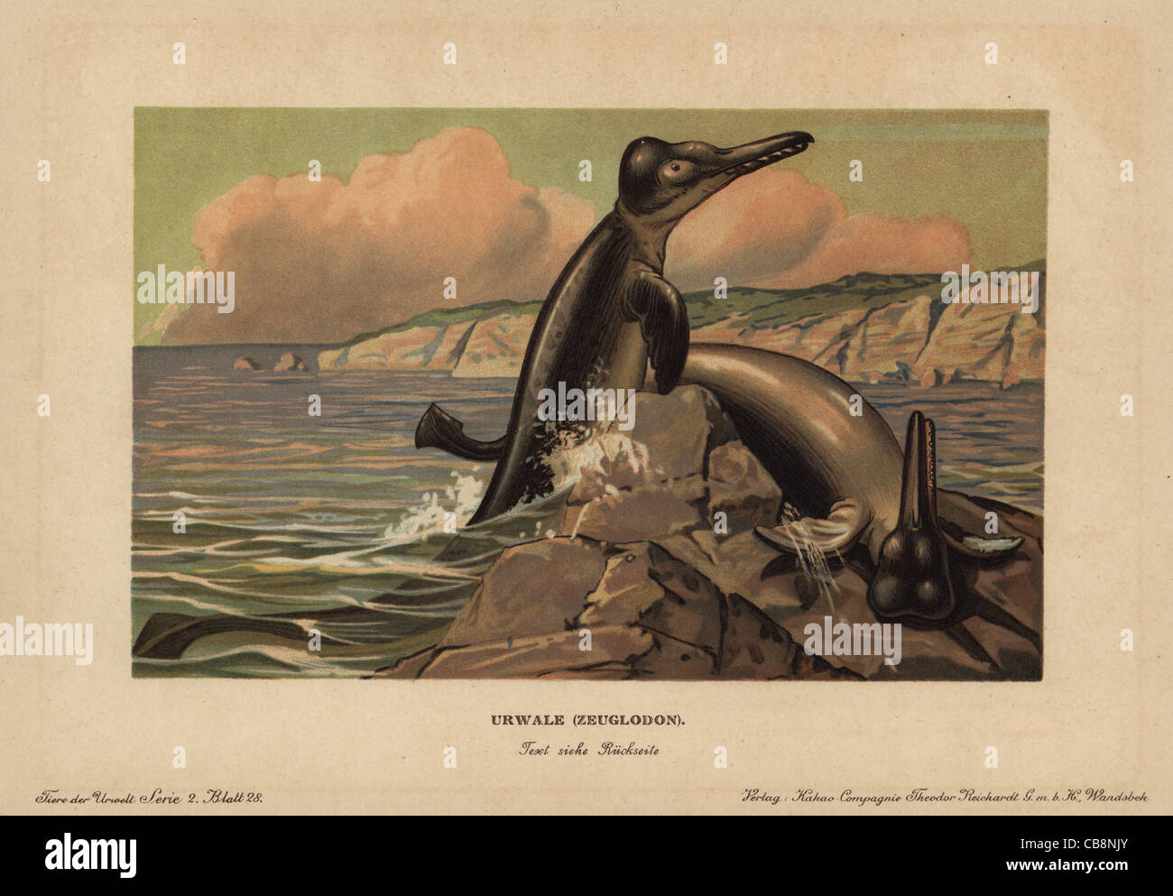 Basilosaurus (Zeuglodon), extinct genus of cetacean from the Eocene ...