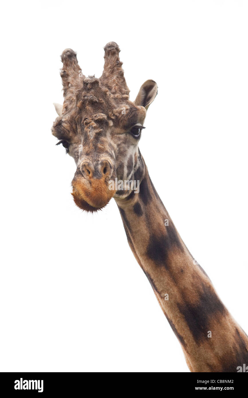 Giraffe neck hi-res stock photography and images - Alamy