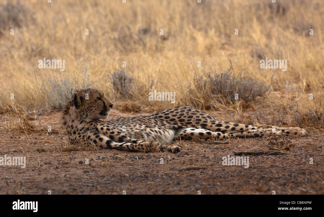 Cheetah laying down hi-res stock photography and images - Alamy