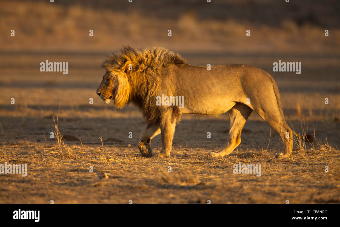 lion male at sunset Stock Photo - Alamy