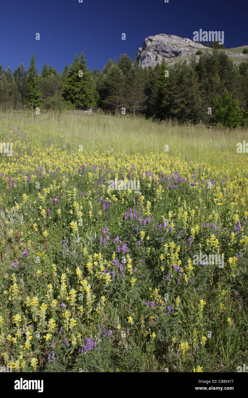 Summer scenery with flowering meadows in protected area "Trigrad Gorge ...