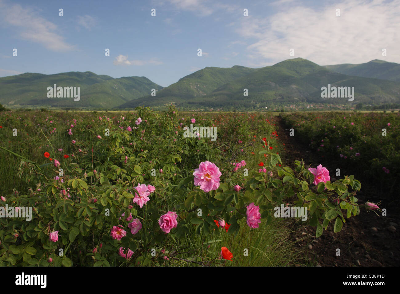 Landscape with Rosa damascena field (Damask Rose,Bulgarian Rose) near ...
