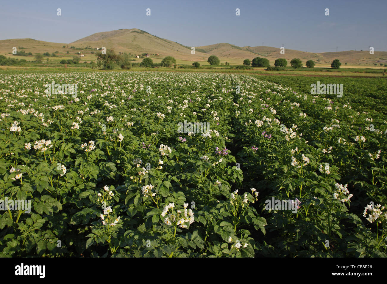 Potato field hi-res stock photography and images - Alamy