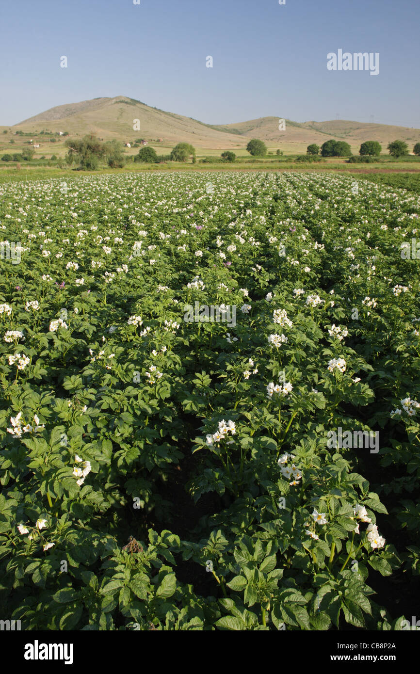 Potato field hi-res stock photography and images - Alamy