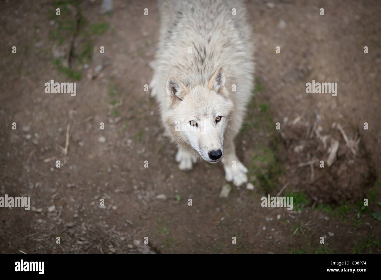 Arctic Wolf (Canis lupus arctos) aka Polar Wolf or White Wolf - Close ...