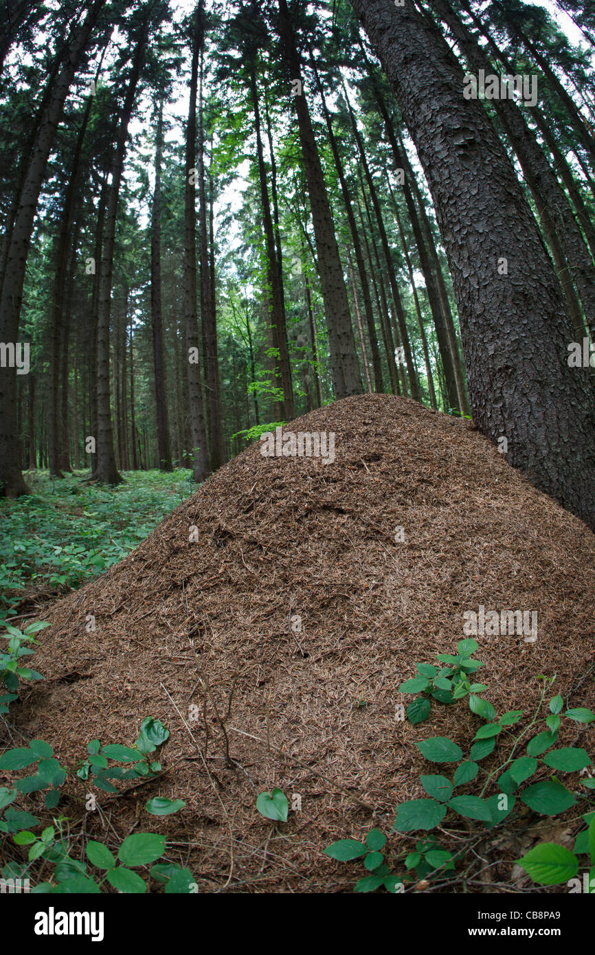 Anthill in a forest hi-res stock photography and images - Alamy