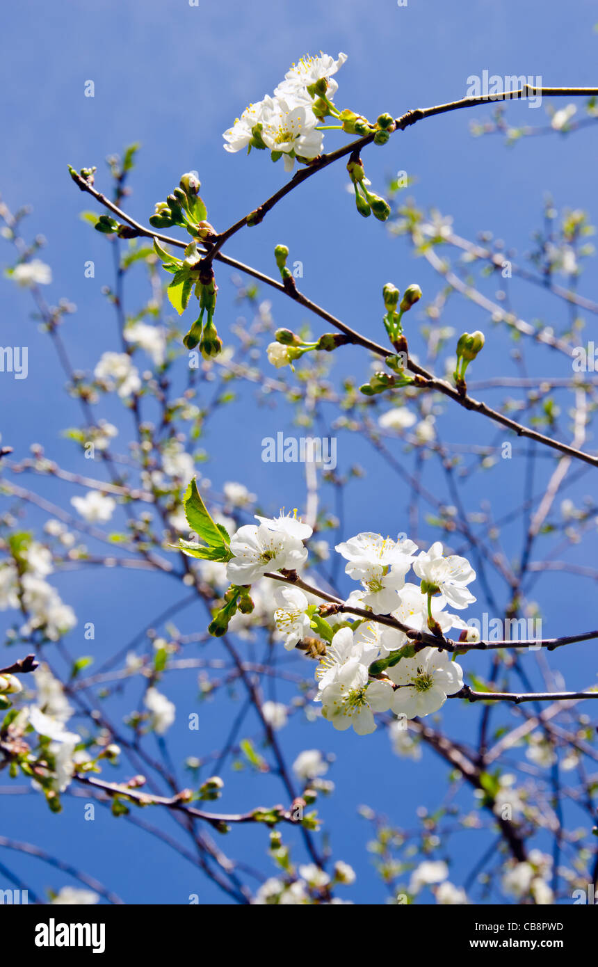 Beauty backdrop hi-res stock photography and images - Alamy