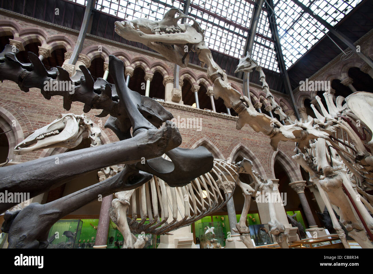 Oxford University Museum Of Natural History Oxford Uk Stock Photo Alamy