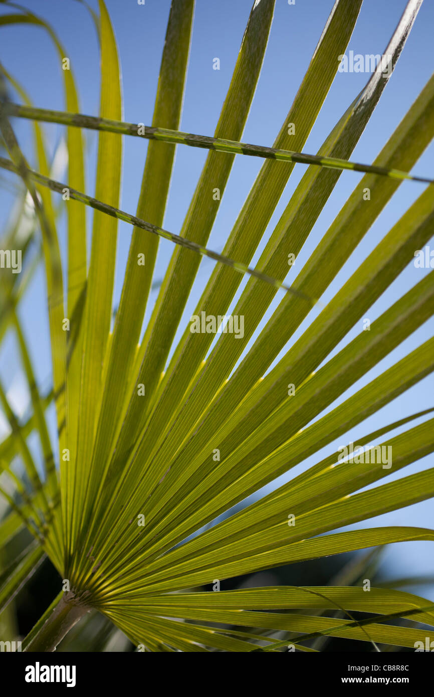 Palm leaf details hi-res stock photography and images - Alamy